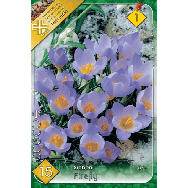 CROCUS SPECIES SIEBERI VIOLET QUEEN 5CM - Virághagyma - Növény