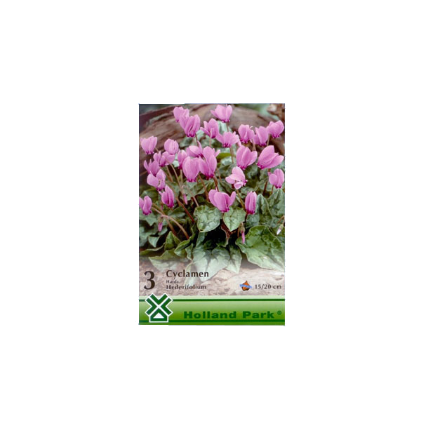 CIKLÁMEN GUMÓ (CYCLAMEN HARDY HEDERIFOLIUM) - Virághagyma