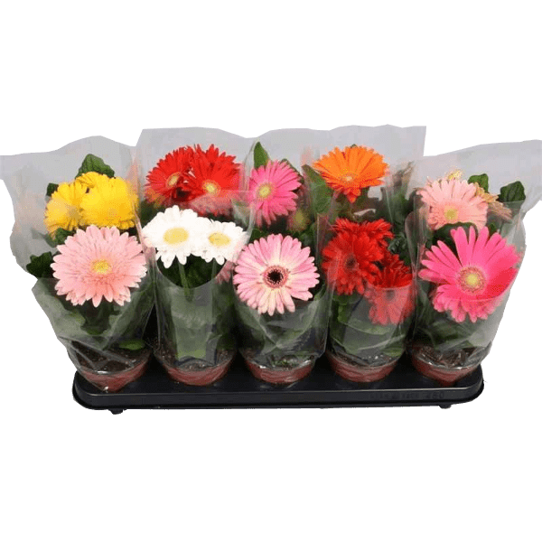 Ibh gerbera mix cs:12cm - Szobanövény - Növény - Kert