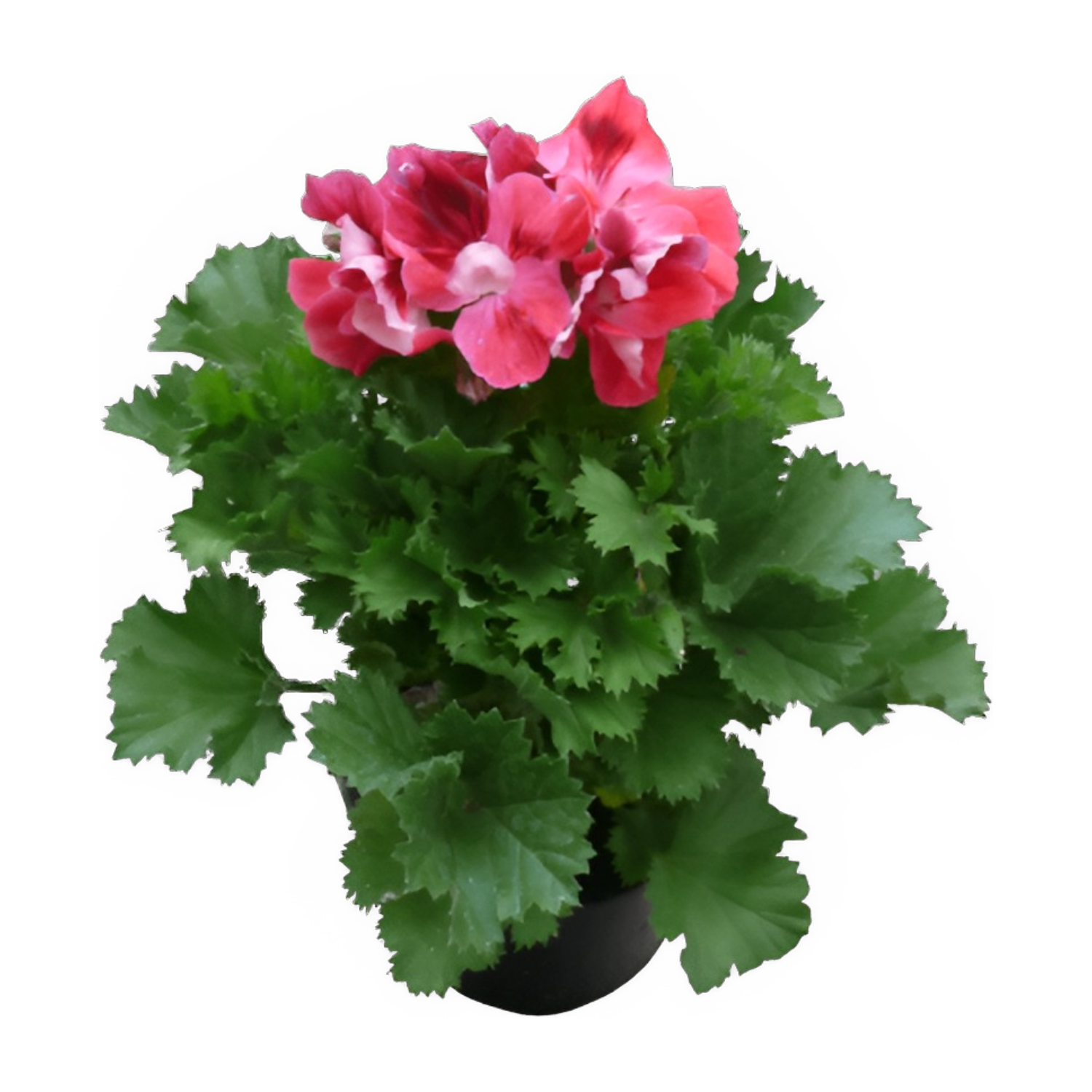 Angol muskátli cs:12cm - Balkonnövény - Növény - Kert