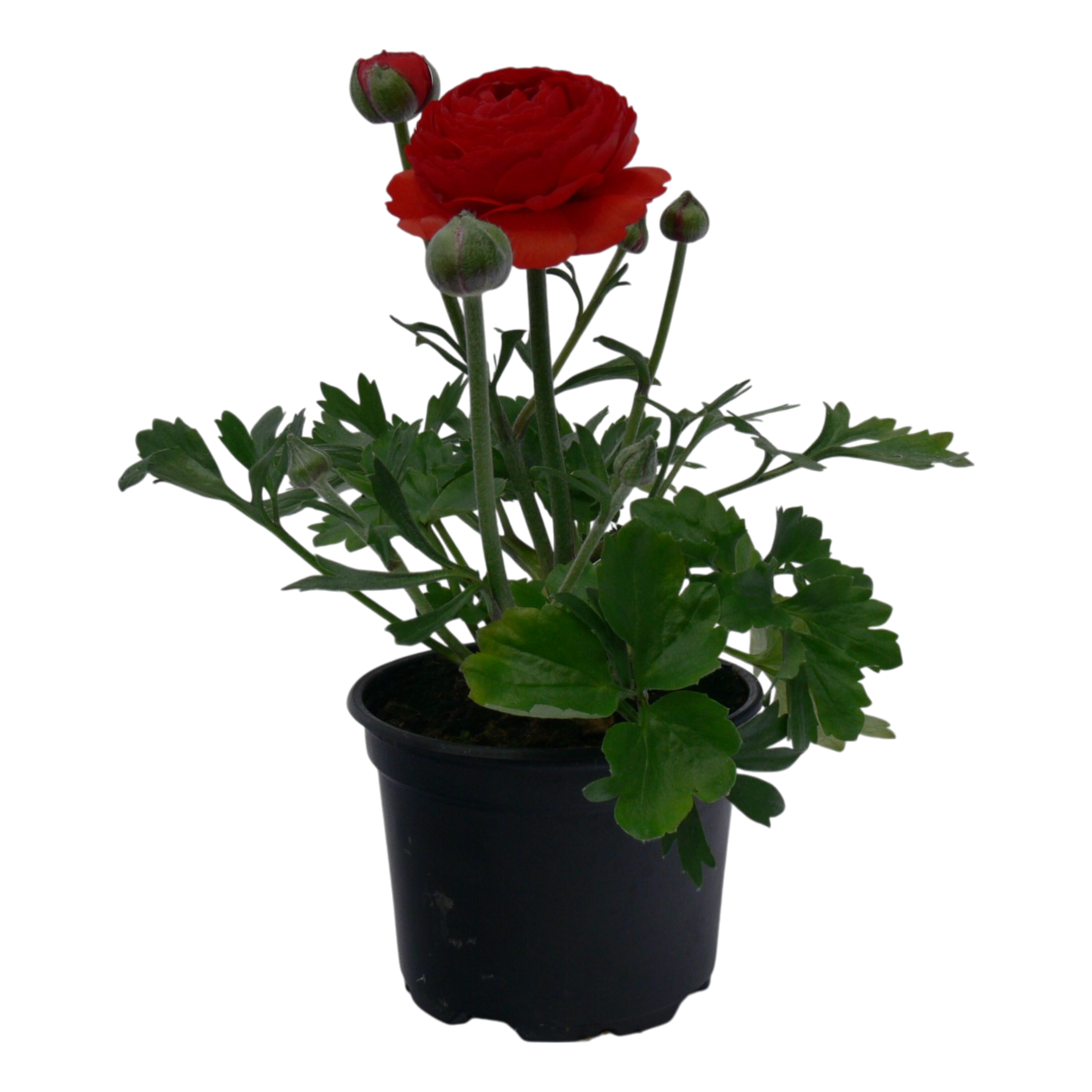 ázsiai boglárka cs:12cm ranunculus - Évelő növények - Növény