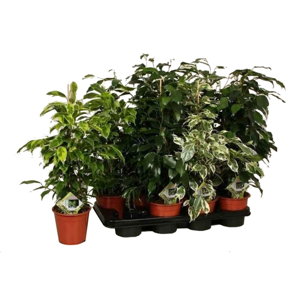 IBH KISLEVELŰ FIKUSZ MIX CS:14CM FICUS BENJAMINA MIX - Szobanövény