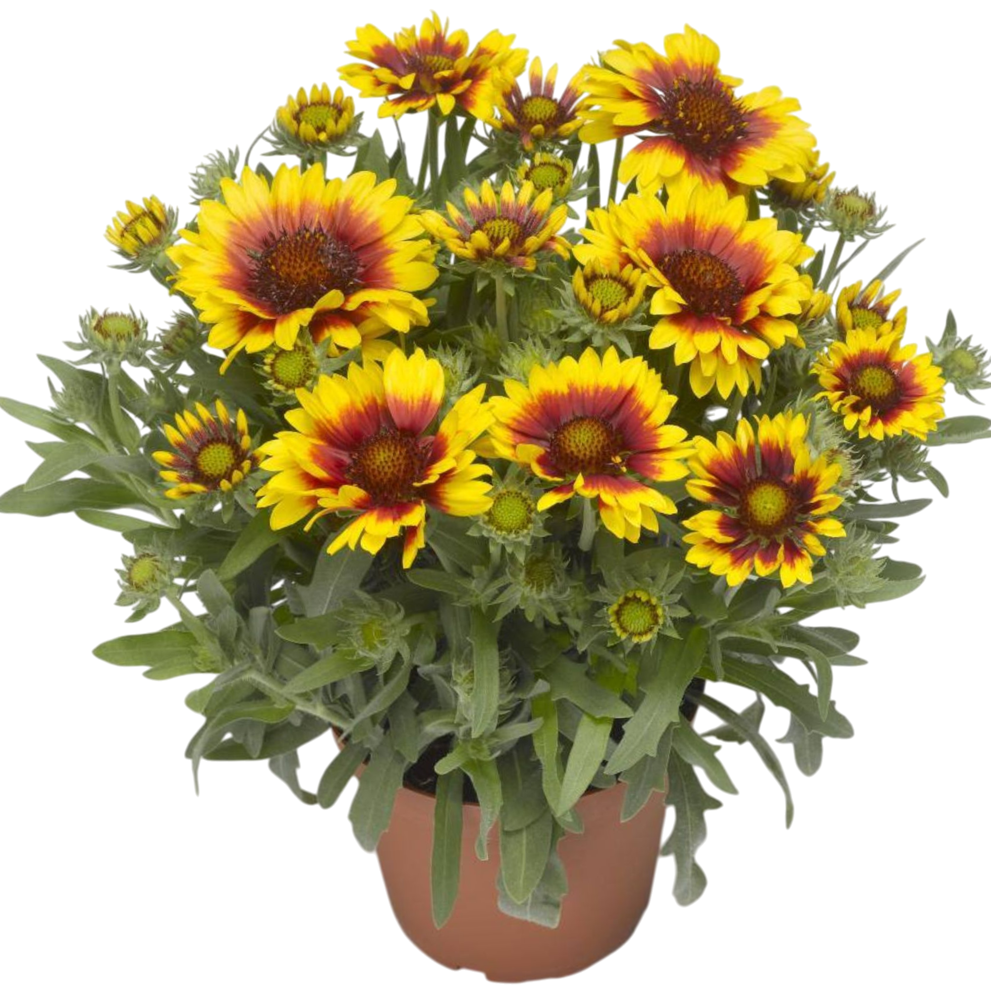 Kokárda virág cs:15 cm - Évelő növények - Növény - Kert