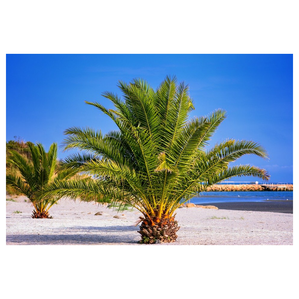 Ibh pálma mix cs:19 cm, n:80 cm phoenix/wash/chamaedorea/cordy