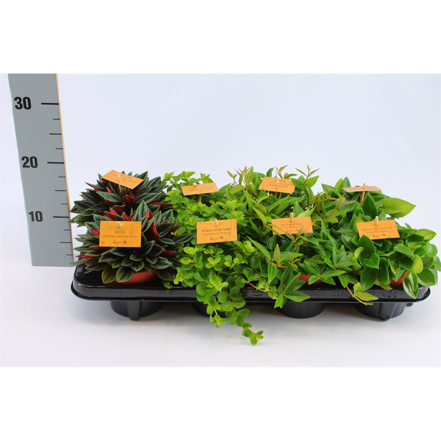 IBH TÖRPEBORS MIX 25 CM (PEPEROMIA MIX) - Szobanövény - Növény