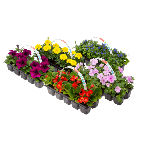 EGYNYÁRI MIX 10-ES PACK - Egynyári virágok - Növény - Kert