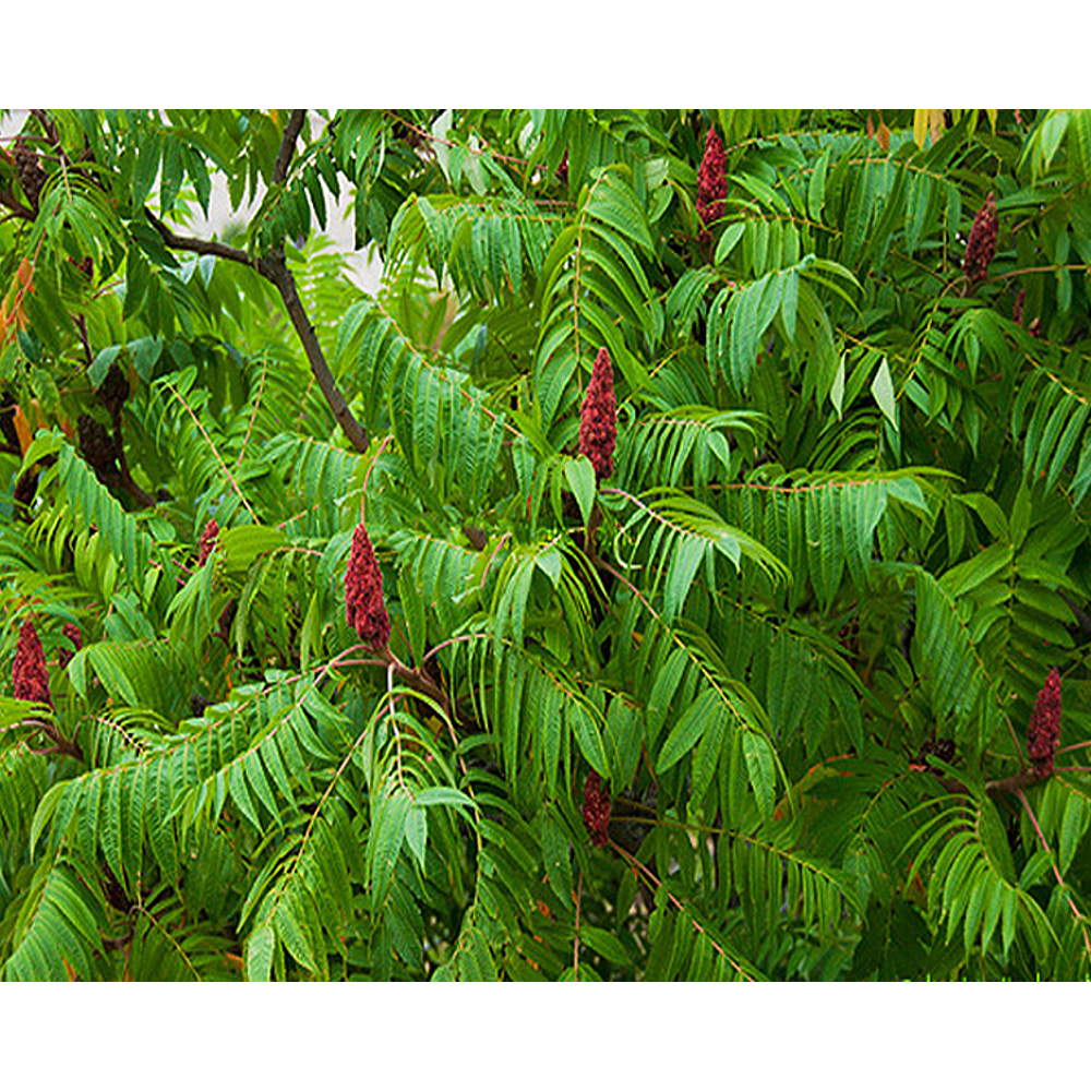 Ecetfa c5 rhus typhina c5 *338* - Faiskolai növény - Növény - Kert