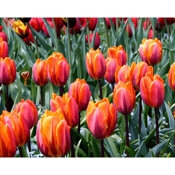 TULIPÁN CS: 9 CM - Évelő növények - Növény - Kert
