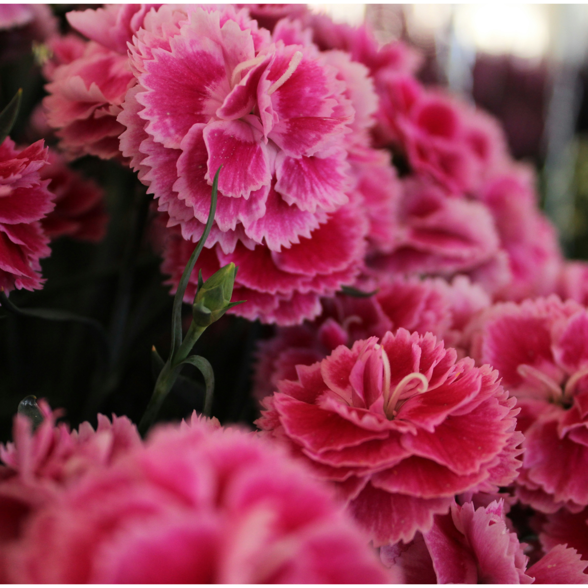 DIANTHUS OSCAR CS: 14 CM SZEGFŰ - Évelő növények - Növény