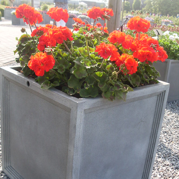 MUSKÁTLI ÁLLÓ CS: 12 CM PIROS PELARGONIUM ZONALE - Balkonnövény