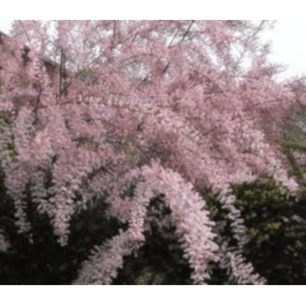 KORAI TAMARISKA C3 TAMARIX TETRANDRA - Faiskolai növény - Növény,