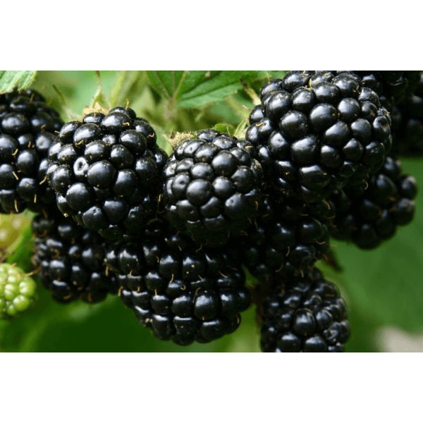 SZEDER C1 RUBUS - Faiskolai növény - Növény - Kert