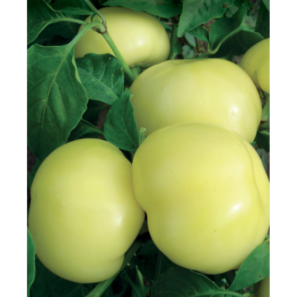 Kertimag paprika édesalma - Növénymag - Növény - Kert