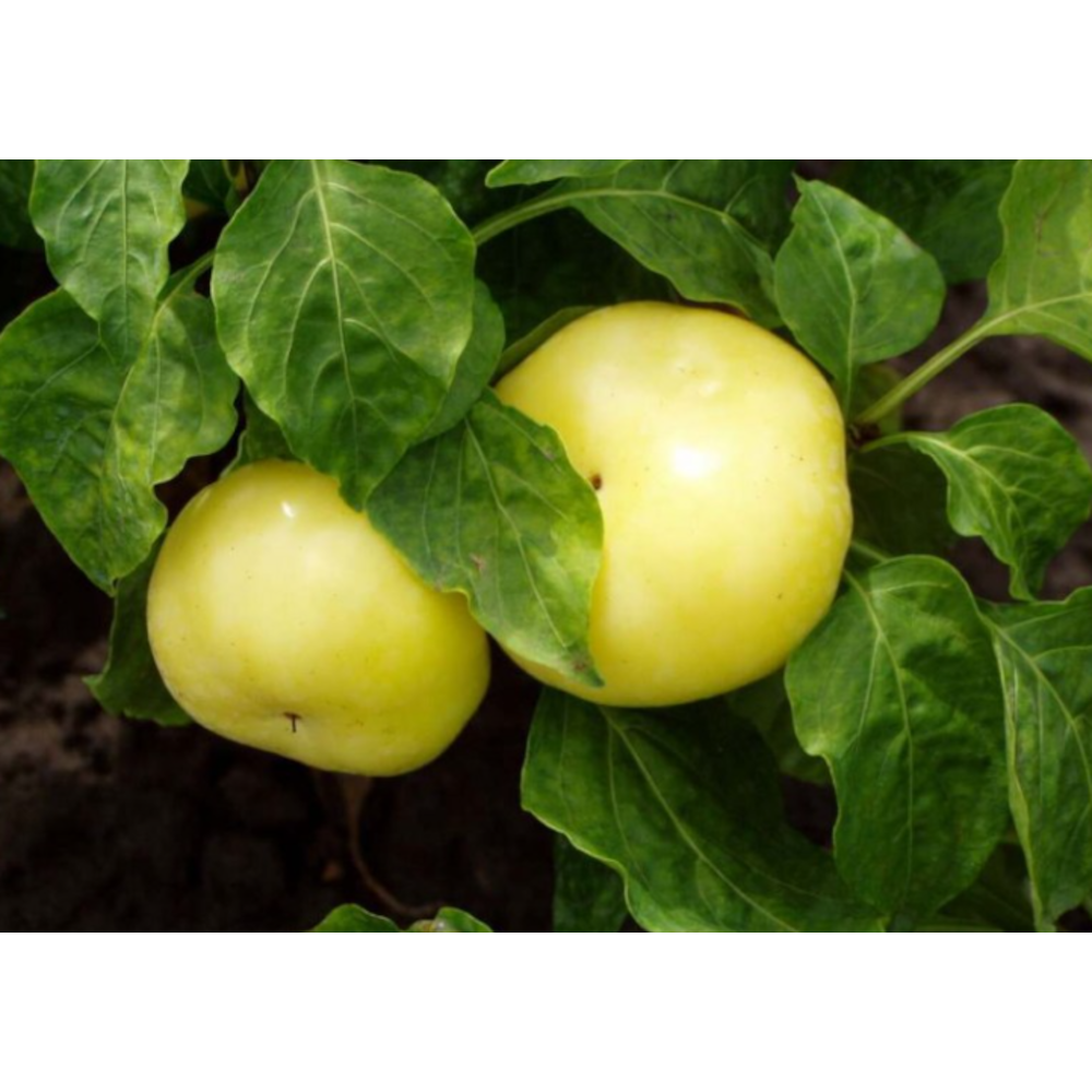 KERTIMAG PAPRIKA ÉDESALMA - Növénymag - Növény - Kert