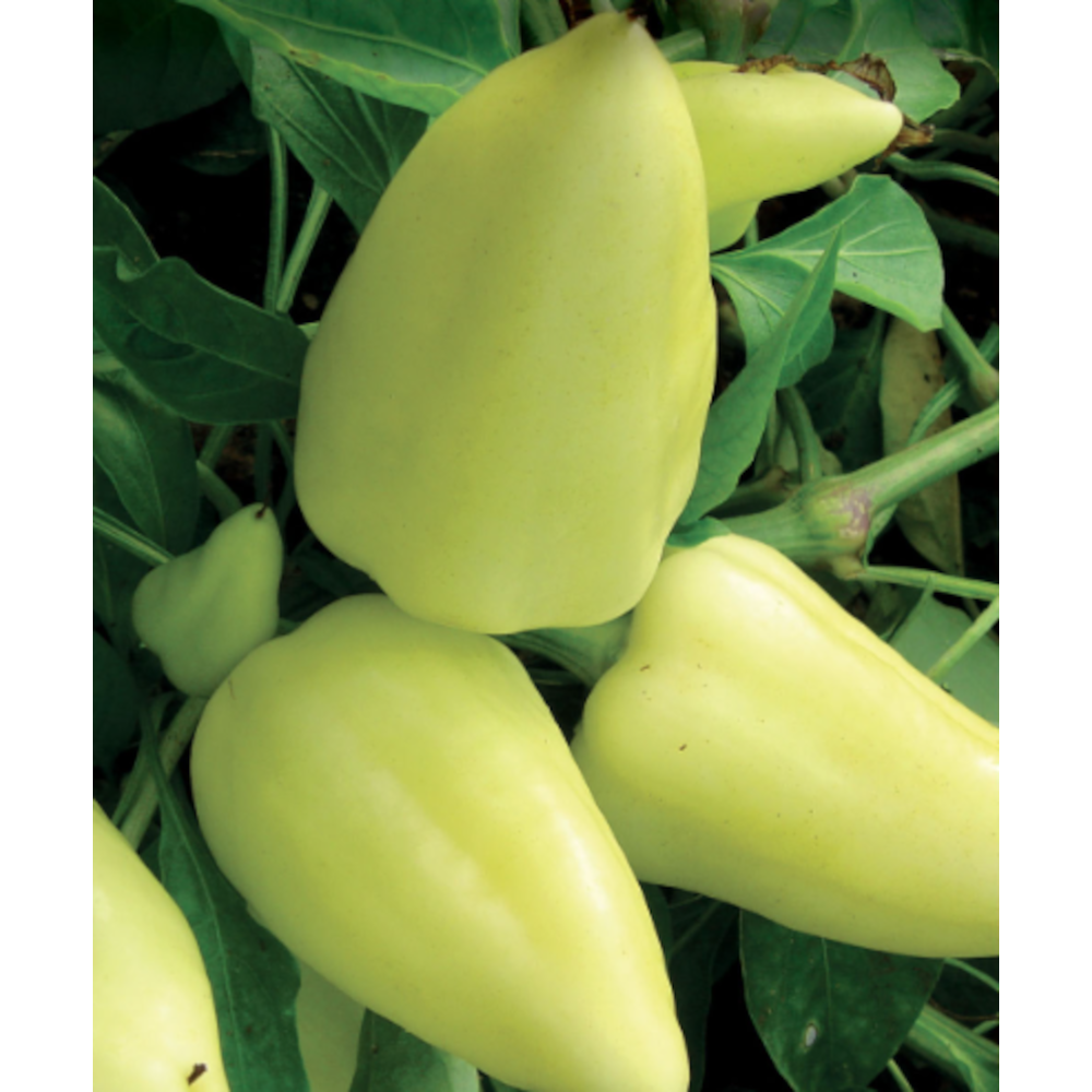 KERTIMAG PAPRIKA FEHÉRÖZÖN - Növénymag - Növény - Kert