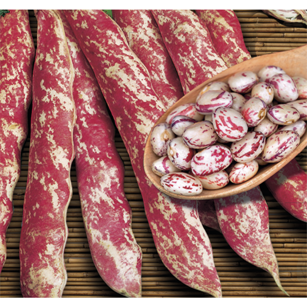 Kertimag bokorbab borlotto nano 50 g - Növénymag - Növény - Kert