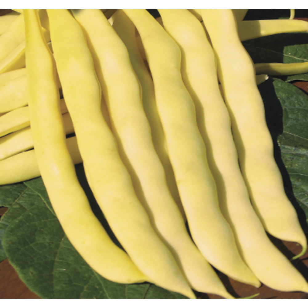 Kertimag bokorbab budai piaci 50 g - Növénymag - Növény - Kert