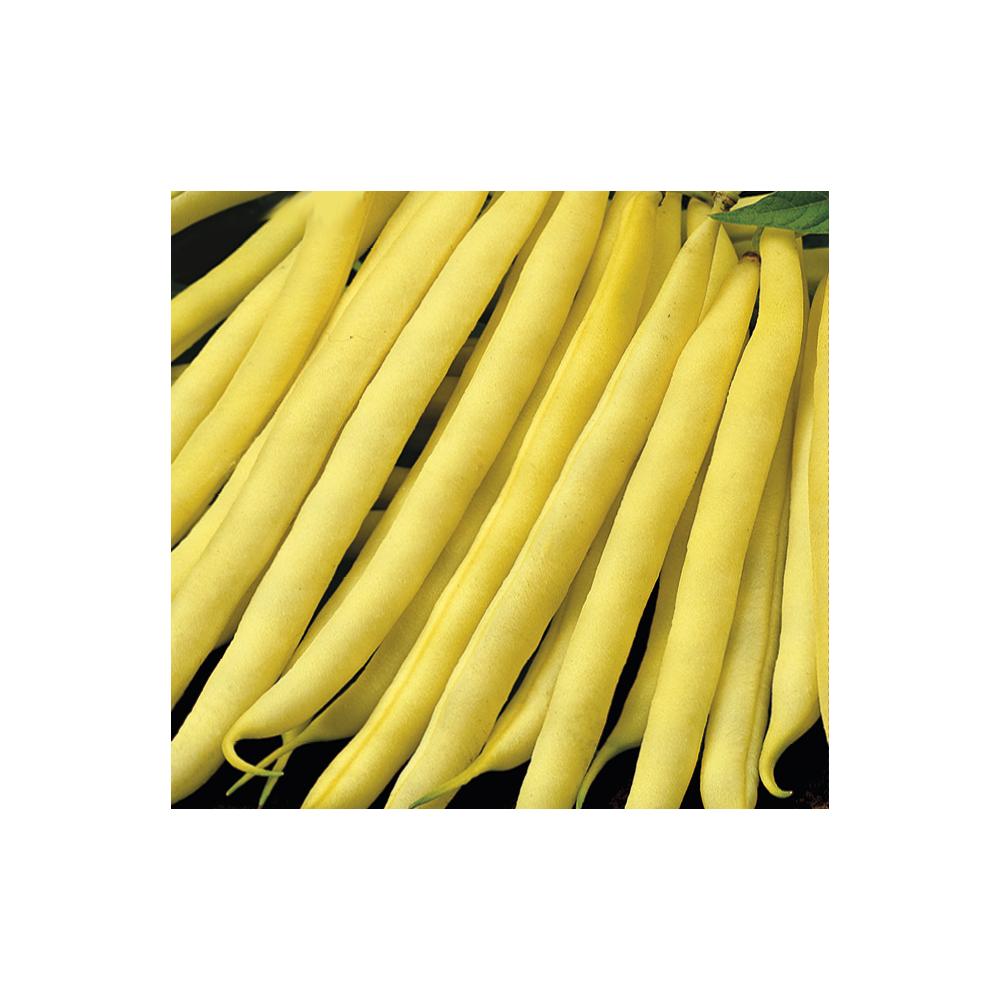 Kertimag bokorbab rézi 50 g - Növénymag - Növény - Kert