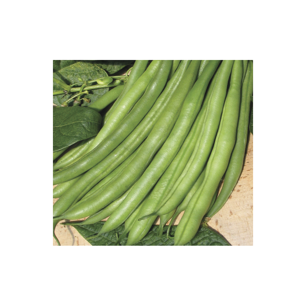 Kertimag bokorbab saxa 50 g - Növénymag - Növény - Kert