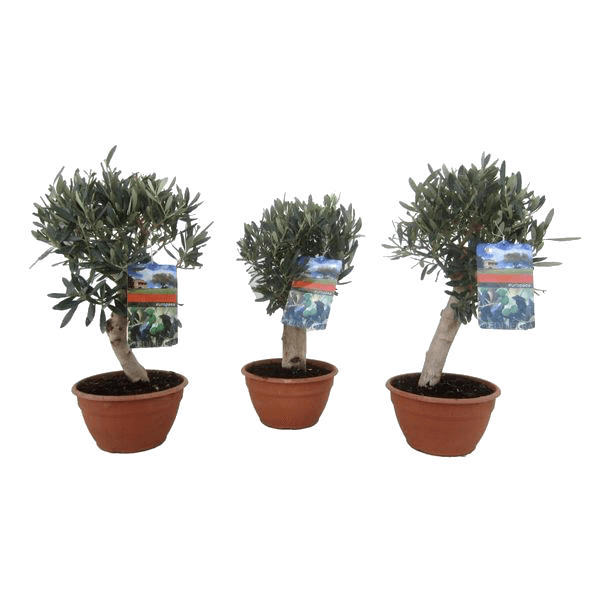 OLAJFA MINI TÖRZSES CS:20 CM - Faiskolai növény - Növény - Kert