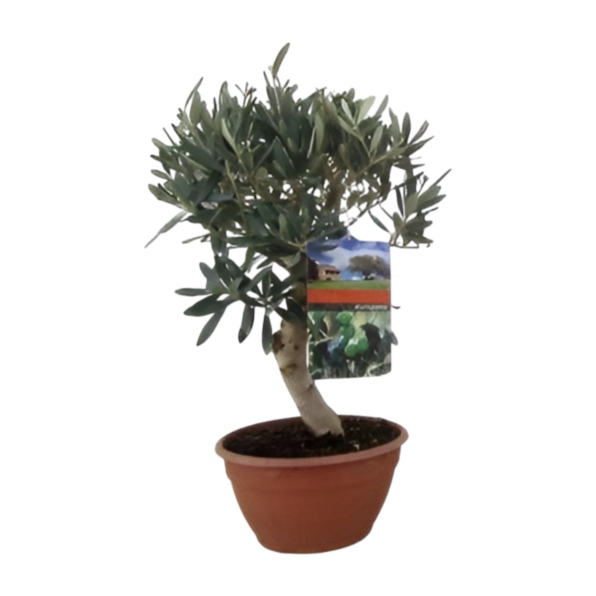 OLAJFA MINI TÖRZSES CS:20 CM - Faiskolai növény - Növény - Kert