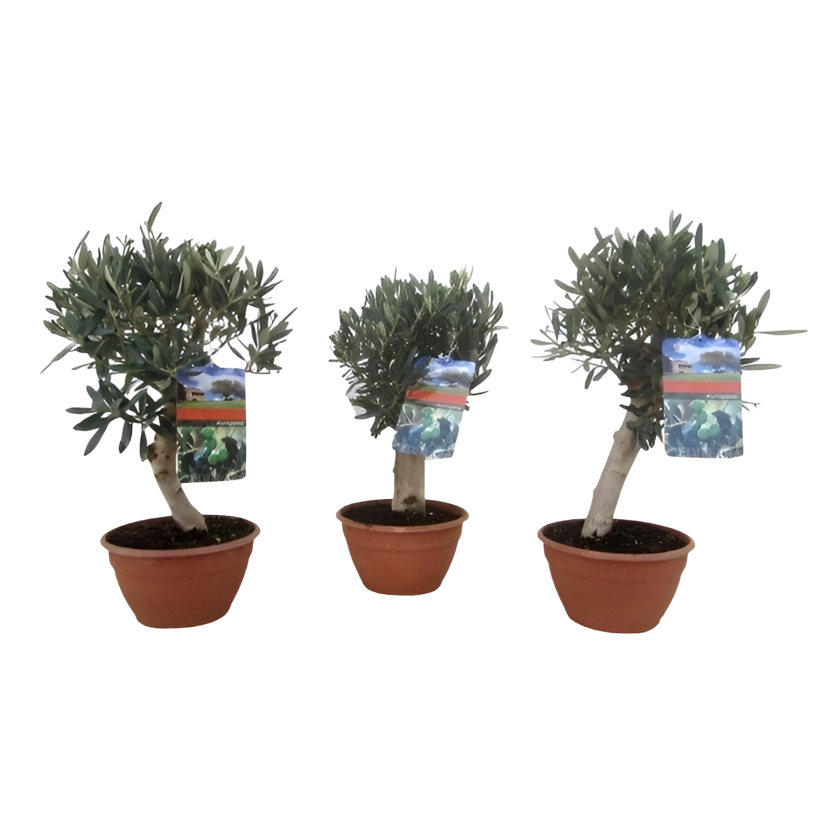 OLAJFA MINI TÖRZSES CS:20 CM - Faiskolai növény - Növény - Kert