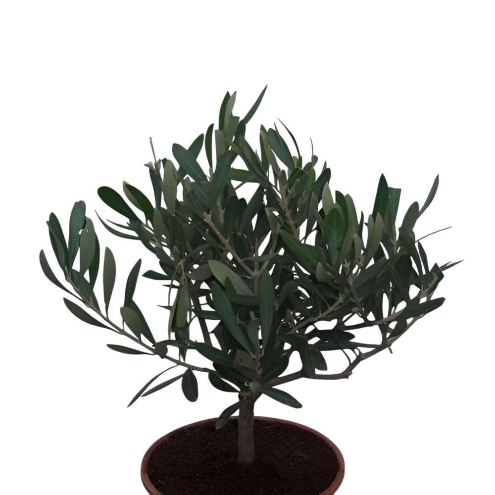 OLAJFA MINI TÖRZSES CS:20 CM - Faiskolai növény - Növény - Kert