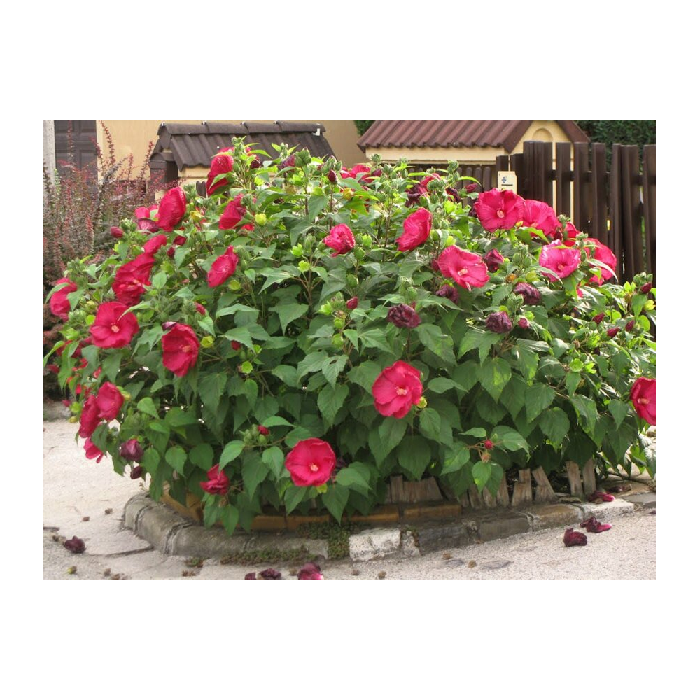 Mocsári hibiszkusz cs: 21cm mályvacserje - Faiskolai növény