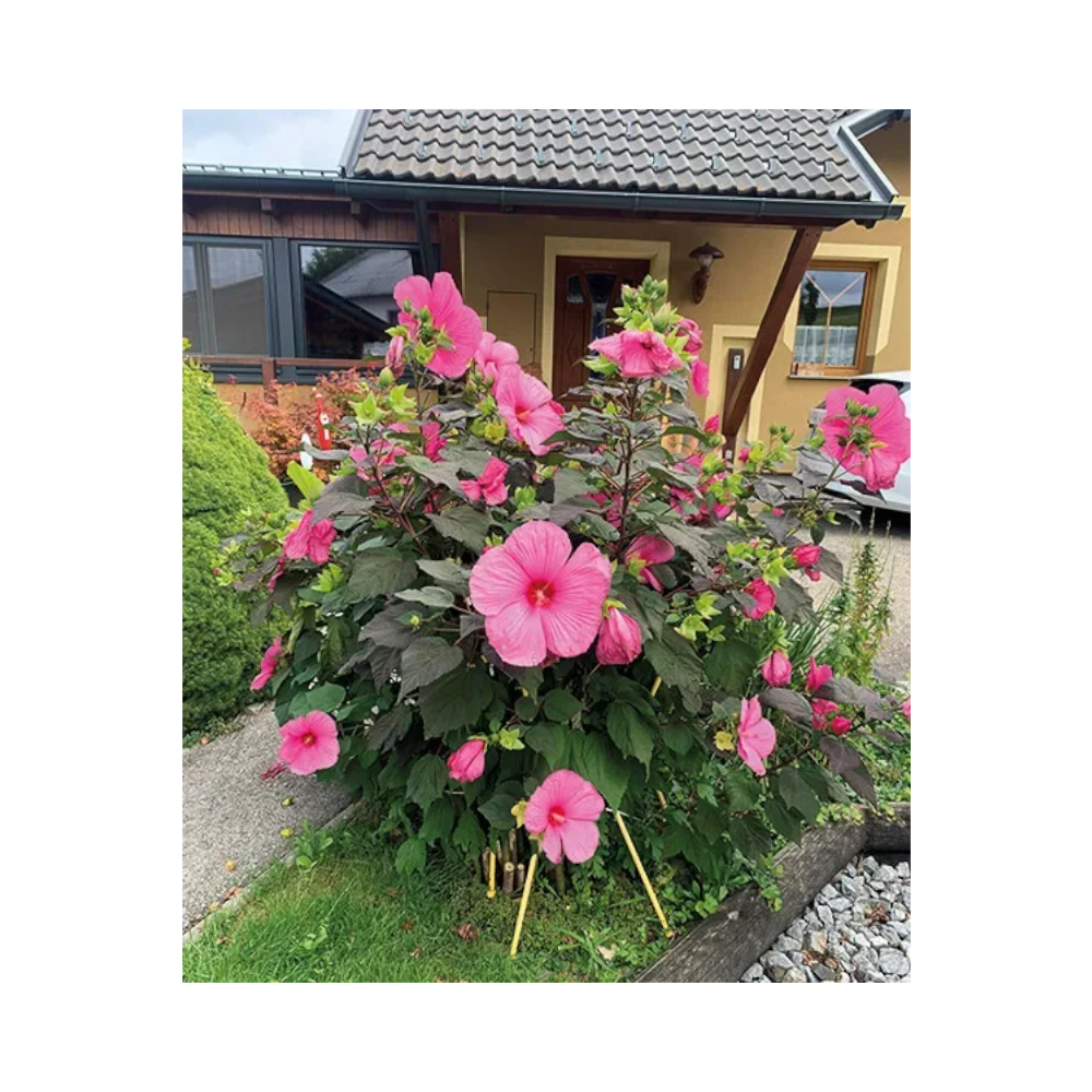 Mocsári hibiszkusz cs: 21cm mályvacserje - Faiskolai növény