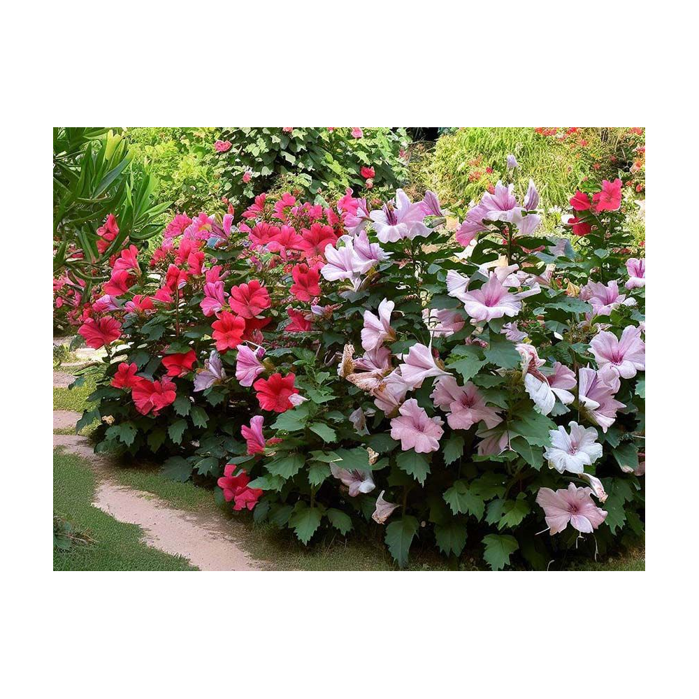 Mocsári hibiszkusz cs: 21cm mályvacserje - Faiskolai növény