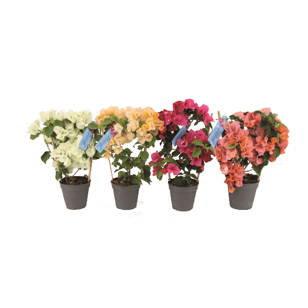 Murvafürt mix cs 12cm - Faiskolai növény - Növény - Kert