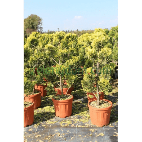 Leylandii ciprus 'gold rider' k25 120-140 cm - Faiskolai növény