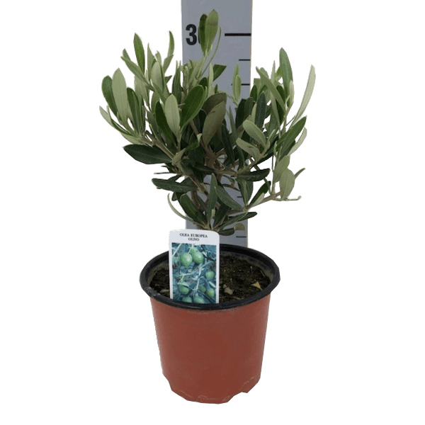 Olajfa cs:12cm - Faiskolai növény - Növény - Kert