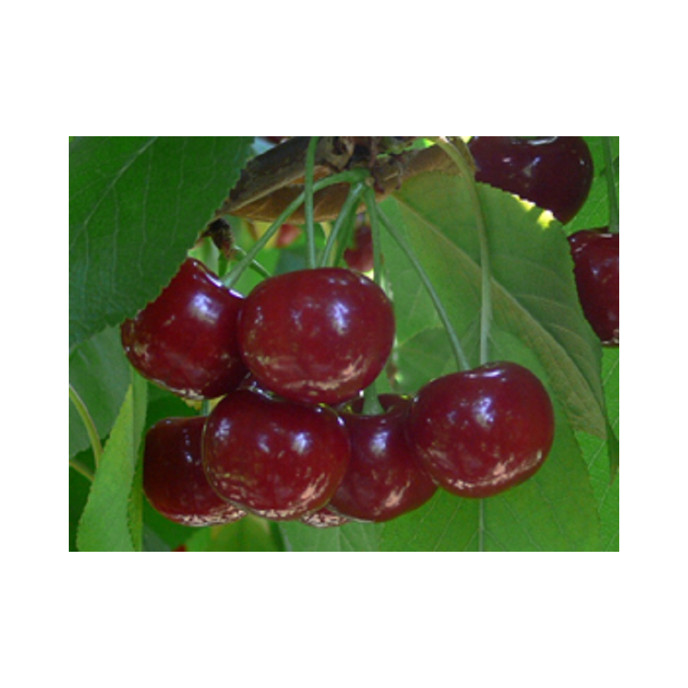 GYÜMÖLCSFA MEGGYFA KONTÉNER: 7,5 L - Faiskolai növény - Növény