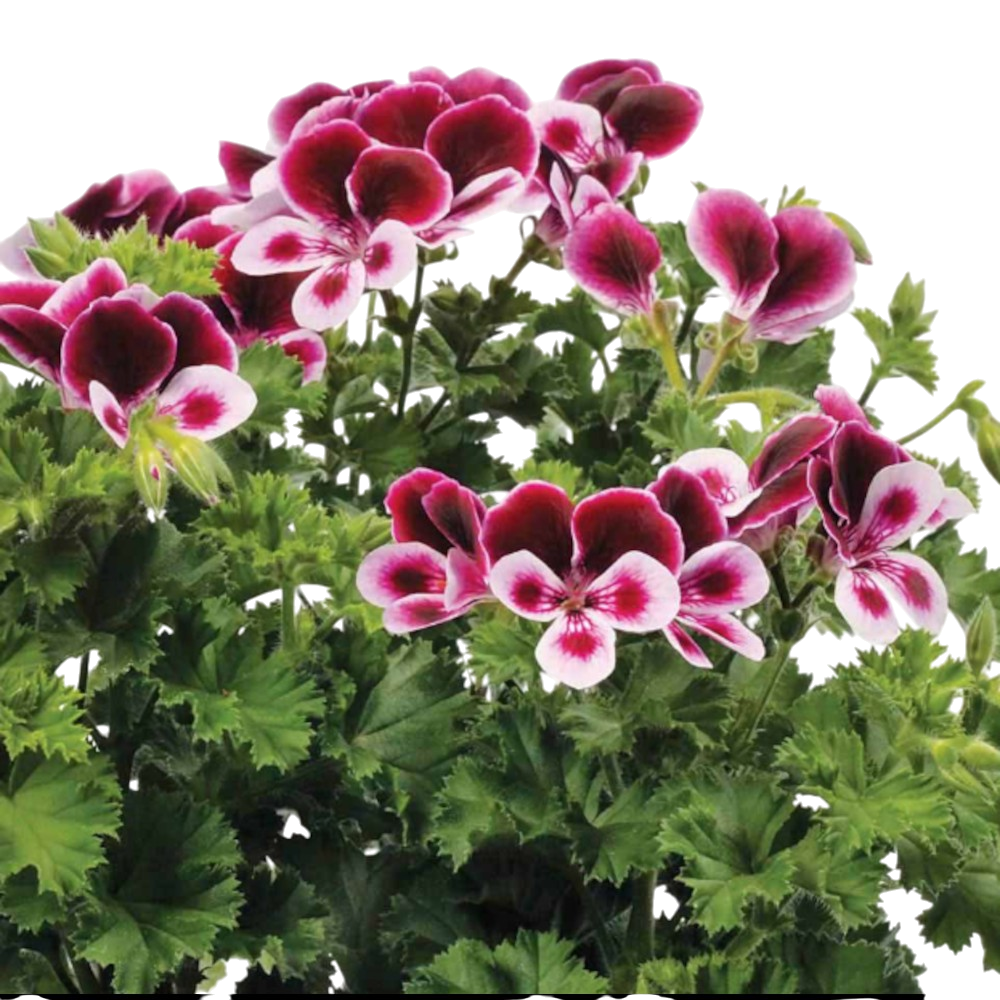 ANGOL MUSKÁTLI ILLATOS CSERÉP:12CM - Balkonnövény - Növény