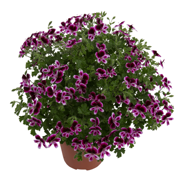 ANGOL MUSKÁTLI ILLATOS CSERÉP:12CM - Balkonnövény - Növény