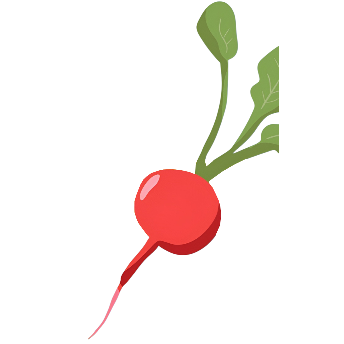 Kertimag retek óriás vaj vetőmag - Növénymag - Növény - Kert