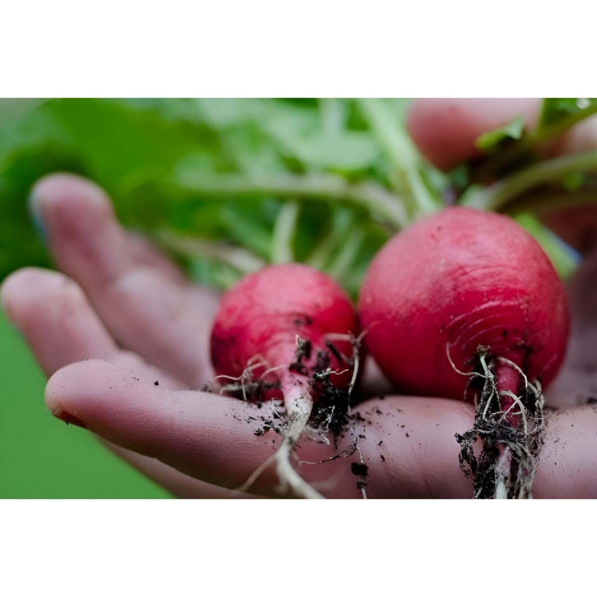 Kertimag retek óriás vaj vetőmag - Növénymag - Növény - Kert