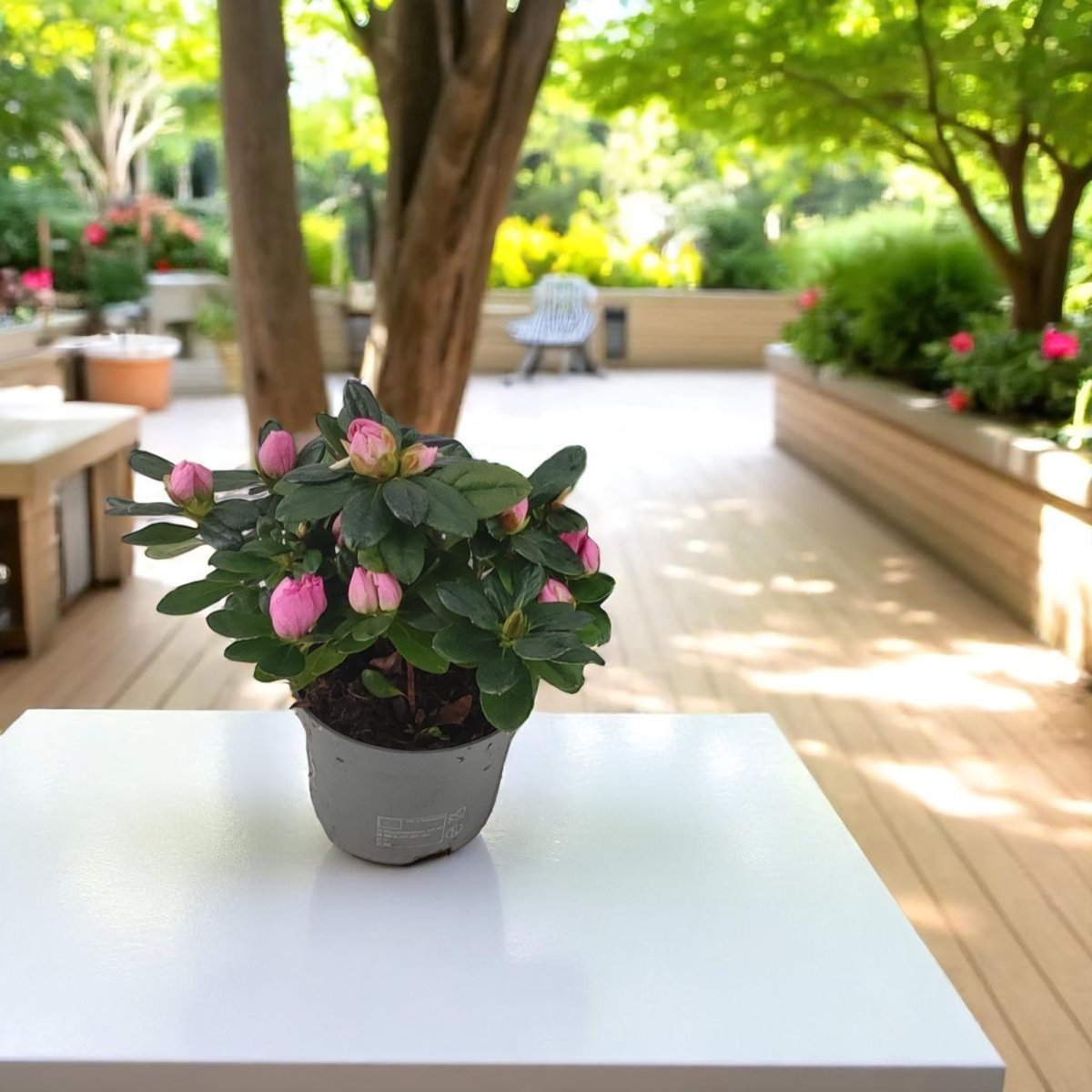 AZÁLEA MIX CS:9 CM RHODODENDRON SIMSII - Szobanövény - Növény