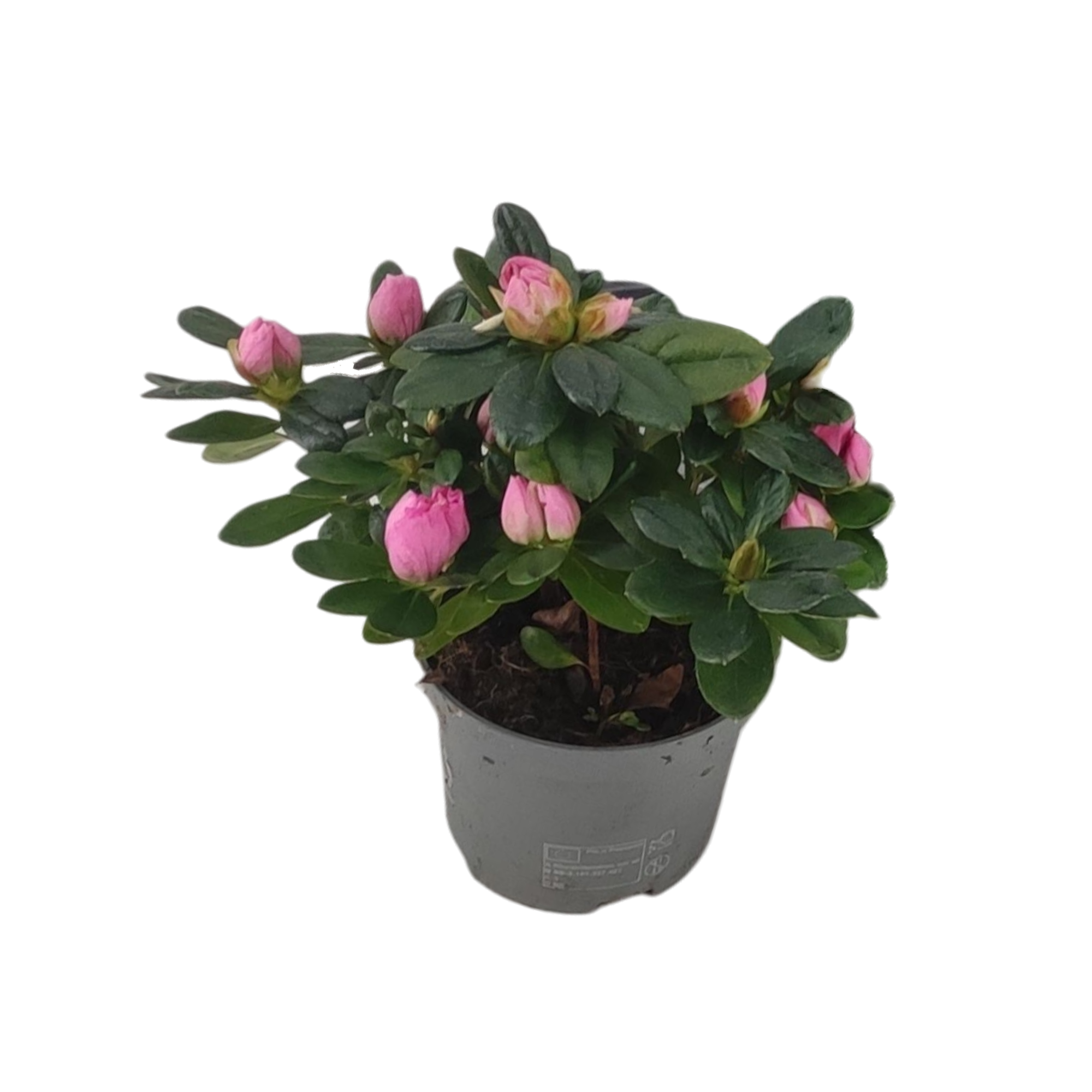 AZÁLEA MIX CS:9 CM RHODODENDRON SIMSII - Szobanövény - Növény