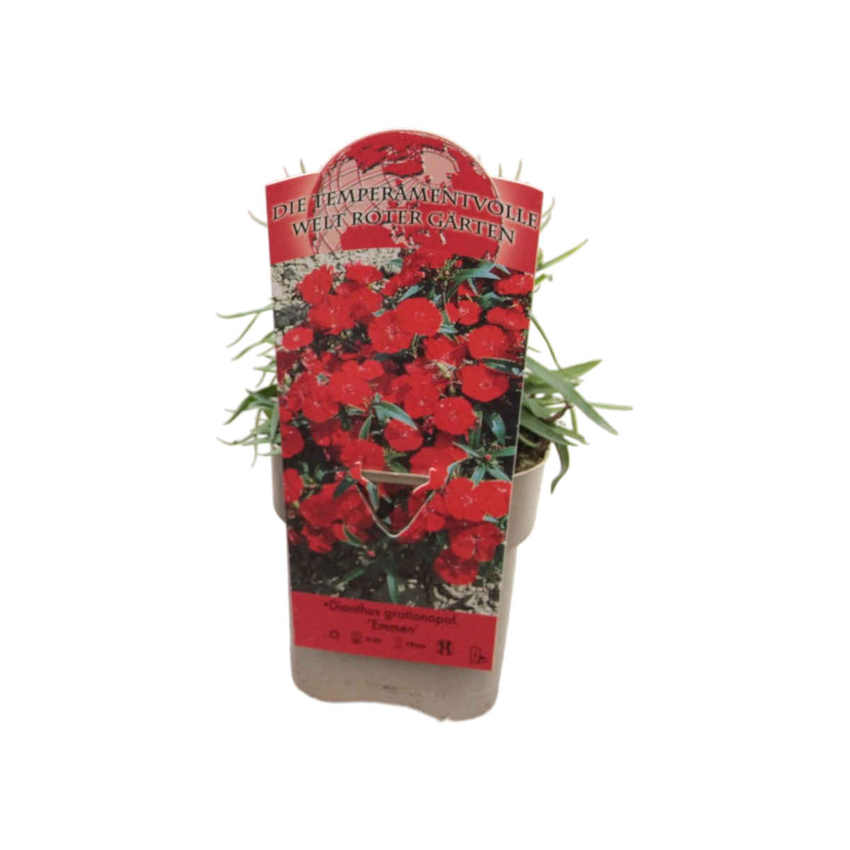 évelő mix cs:11cm - Évelő növények - Növény - Kert