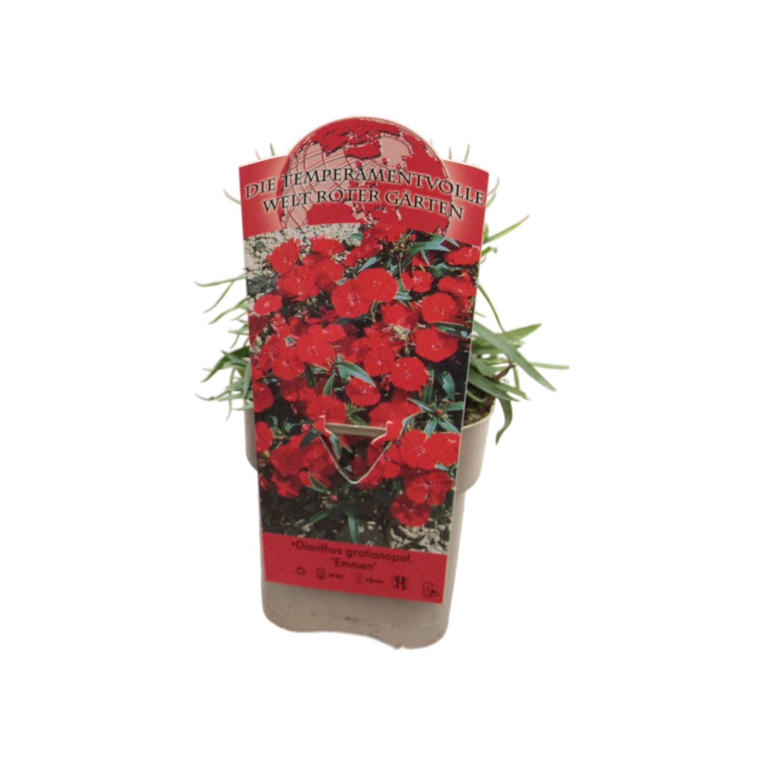 évelő mix cs:11cm - Évelő növények - Növény - Kert