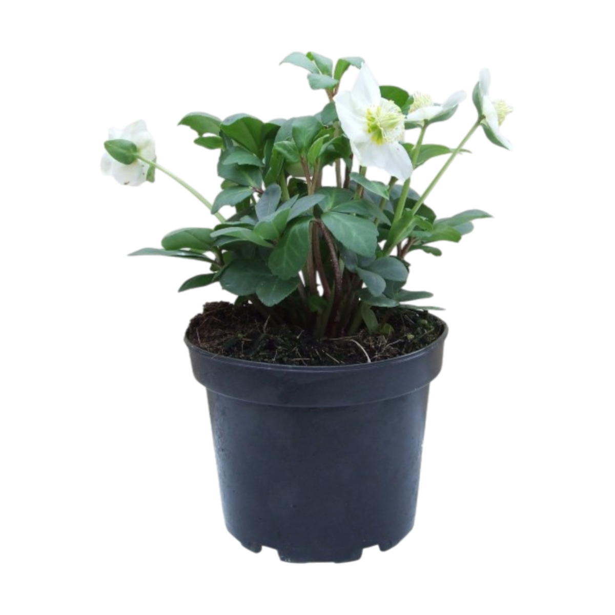 Hunyor cs:13cm helleborus - Évelő növények - Növény - Kert