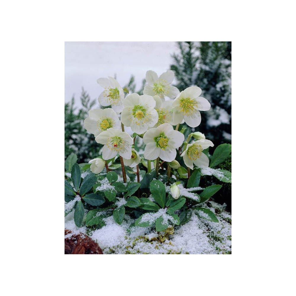 Hunyor cs:17cm helleborus - Évelő növények - Növény - Kert