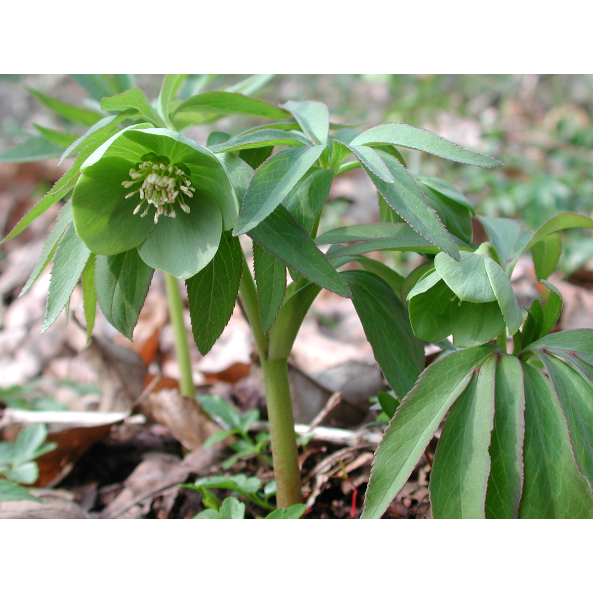 Hunyor cs:17cm helleborus - Évelő növények - Növény - Kert