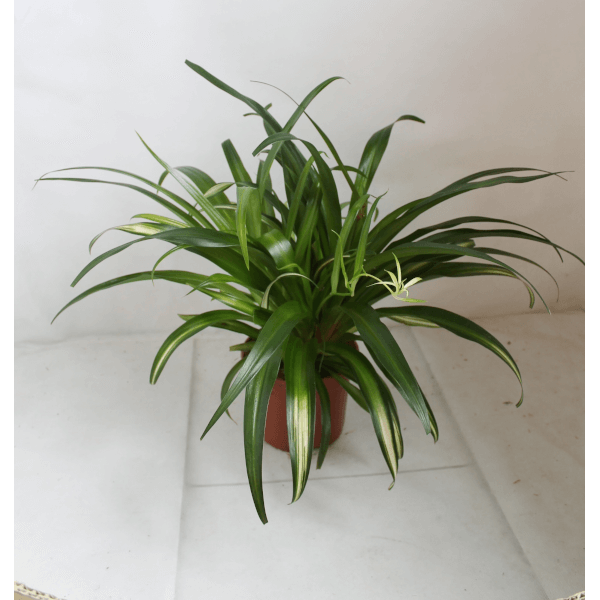 CSOKROSINDA CS:17CM CHLOROPHYTUM - Szobanövény - Növény - Kert