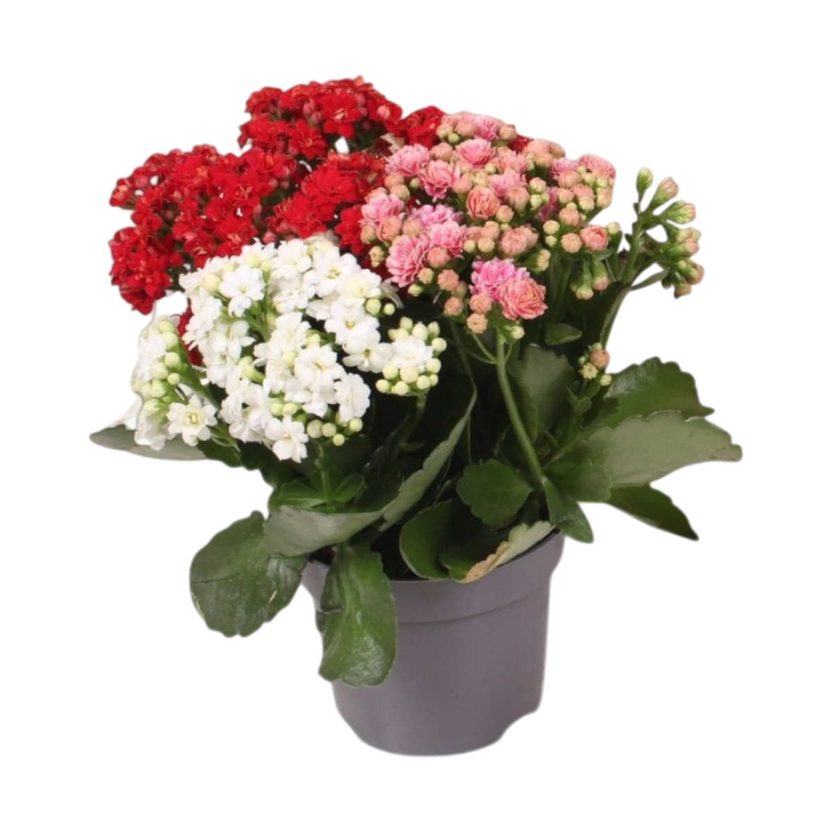 KORALLVIRÁG MIX CS:12CM TRICOLOR KALANCHOE - Szobanövény