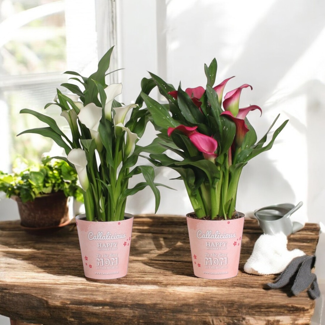 Kála mix cs:12 cm zantedeschia - Szobanövény - Növény - Kert