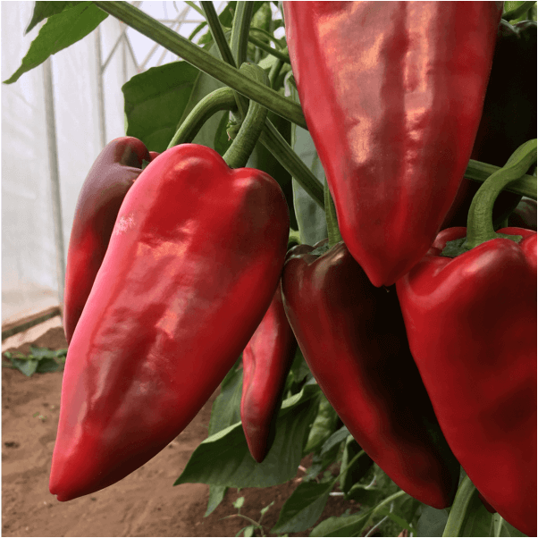 Palánta paprika 'carpia' cs:12cm kápia capsicum annum - Palánta