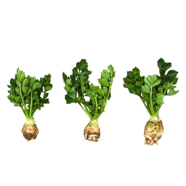 PALÁNTA GUMÓS ZELLER CS:12CM APIUM GRAVEOLENS - Palánta - Növény
